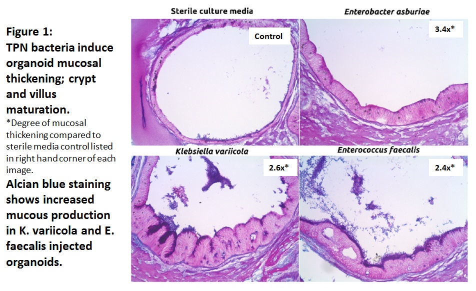 29.07 TPN Derived Bacteria Induces Epithelial Changes in a Human ...