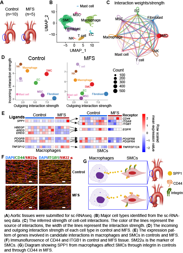 42.13 ScRNA-seq Reveals Crosstalk Between Aortic SMCs and Macrophages ...